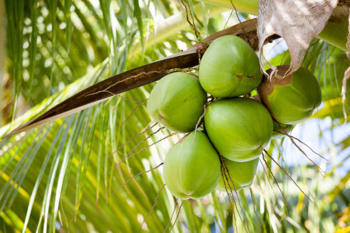 United States' Largest Coconut Grower – US Coconuts
