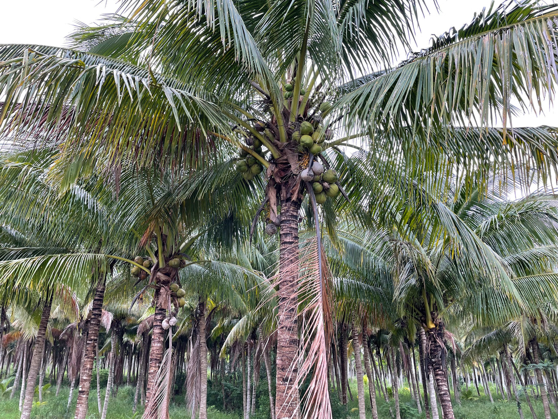 United States' Largest Coconut Grower – US Coconuts