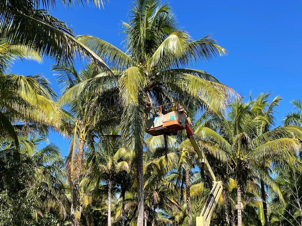 United States' Largest Coconut Grower – US Coconuts