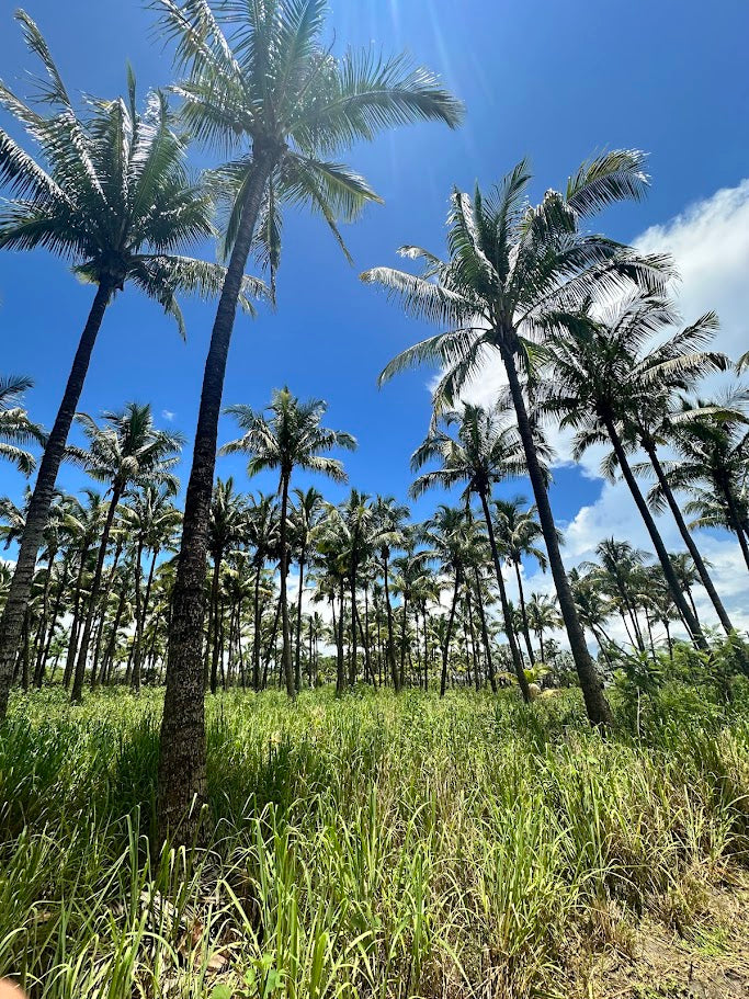 United States' Largest Coconut Grower – US Coconuts